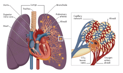 What is ACDMPV? | ACD Association